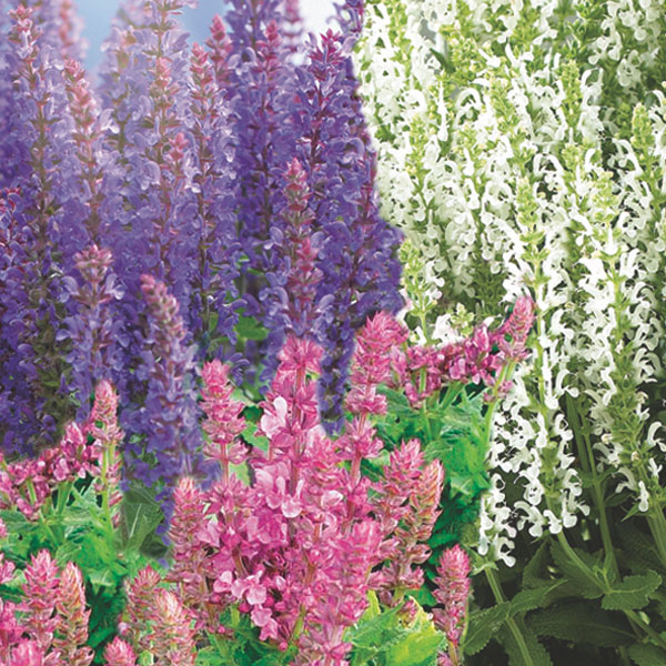 La sauge : Vivace annuelle ou bisannuelle